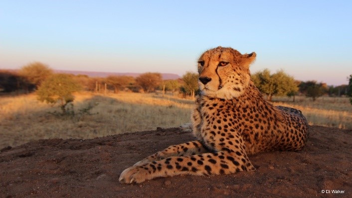 Cheetah conservation and community health – paper published – IUCN ...