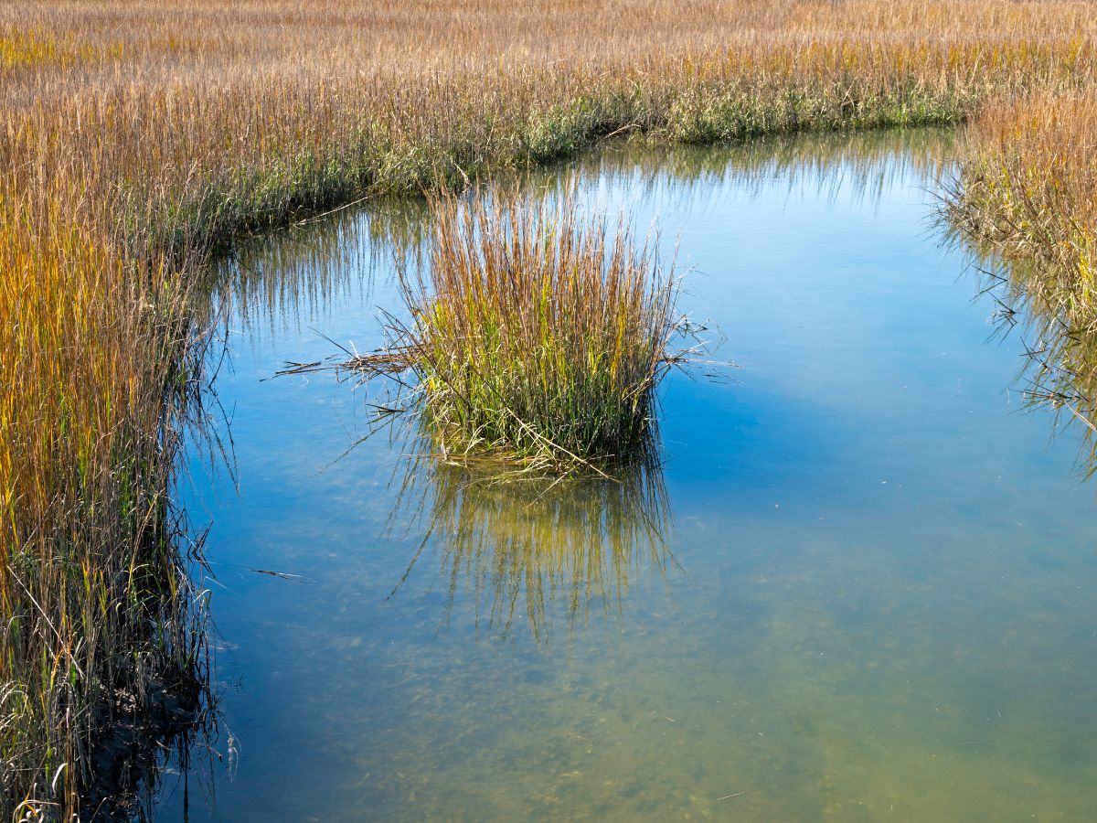 saltmarsh (1) – IUCN National Committee UK